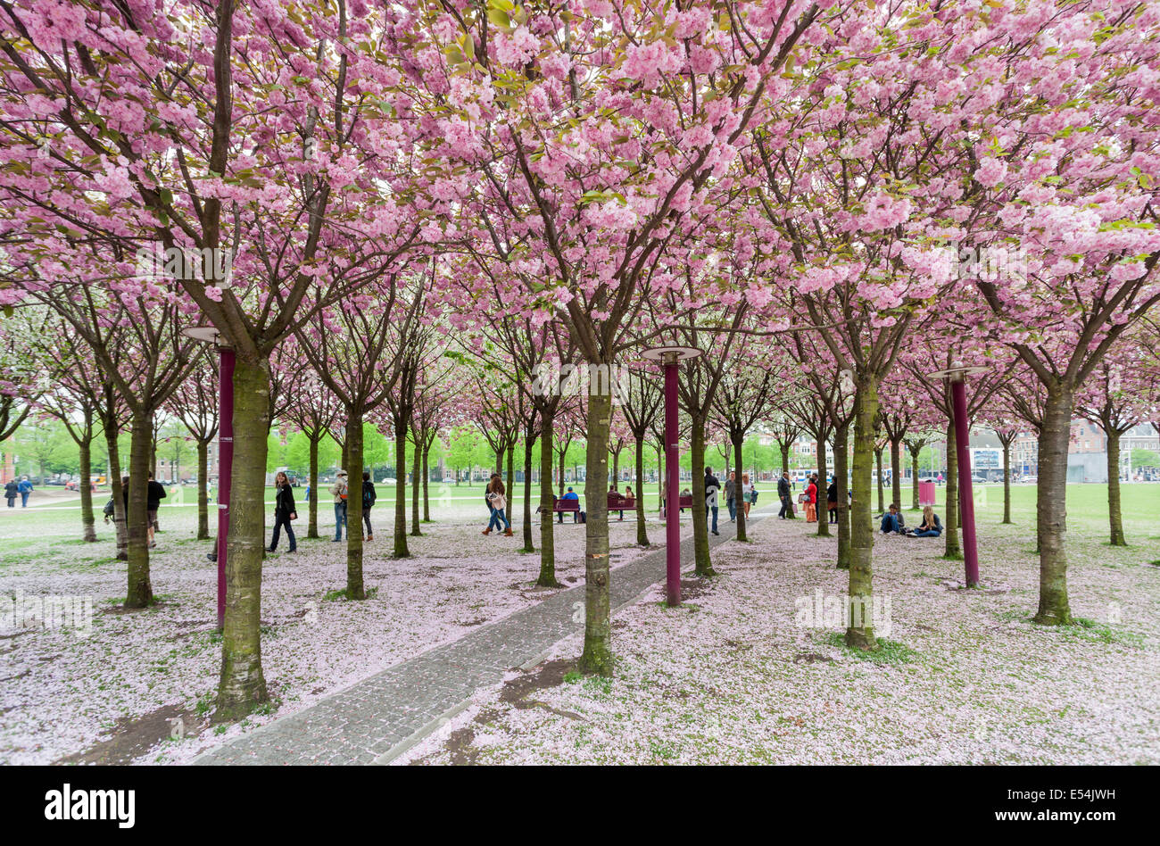 Pink blossom on trees in the Museumplein, Amsterdam, in springtime ...