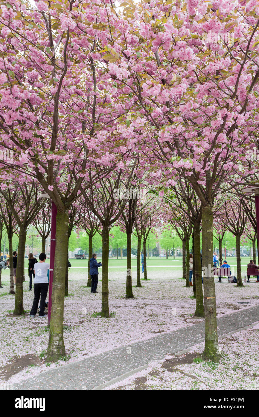 Trees in blossom in amsterdam hi-res stock photography and images - Alamy