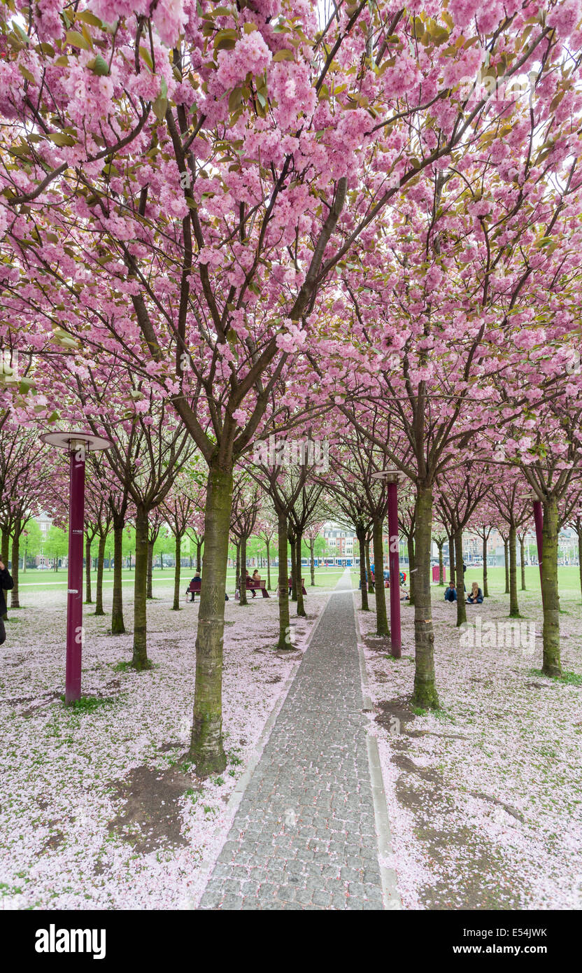 Pink blossom on trees in the Museumplein, Amsterdam, in springtime ...