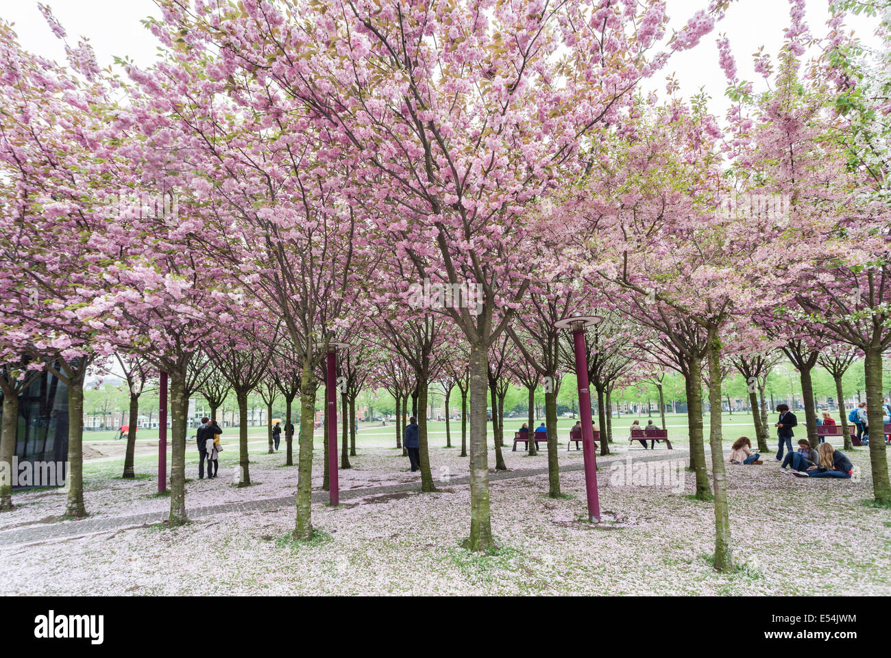 Trees in blossom in amsterdam hi-res stock photography and images - Alamy