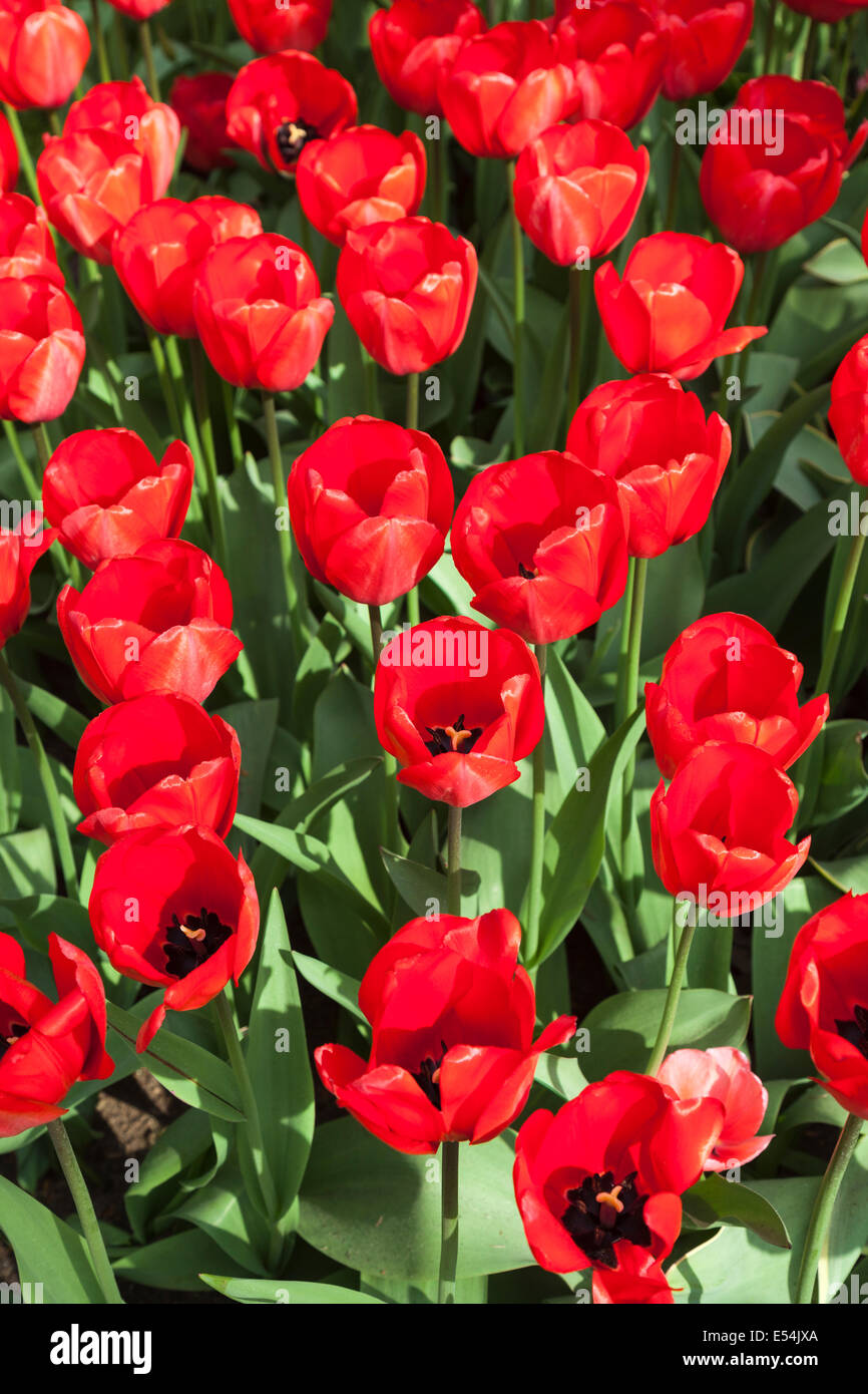 Red impression’ tulips hi-res stock photography and images - Alamy