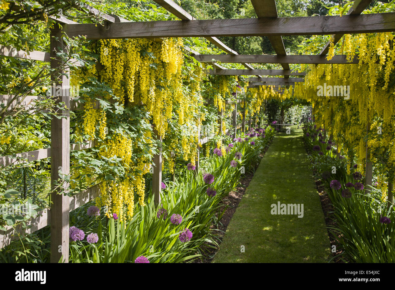 Laburnum purple hi-res stock photography and images - Alamy