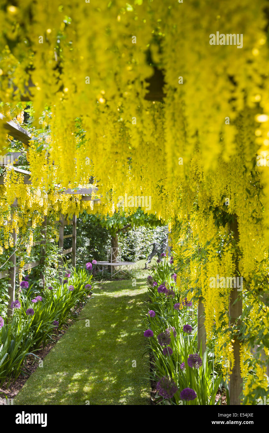 Golden laburnum arch hi-res stock photography and images - Alamy