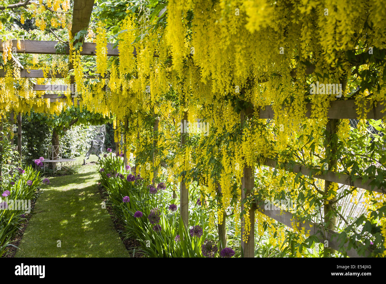 Traditional yellow laburnum (Laburnum anagyroides) arch with path in ...