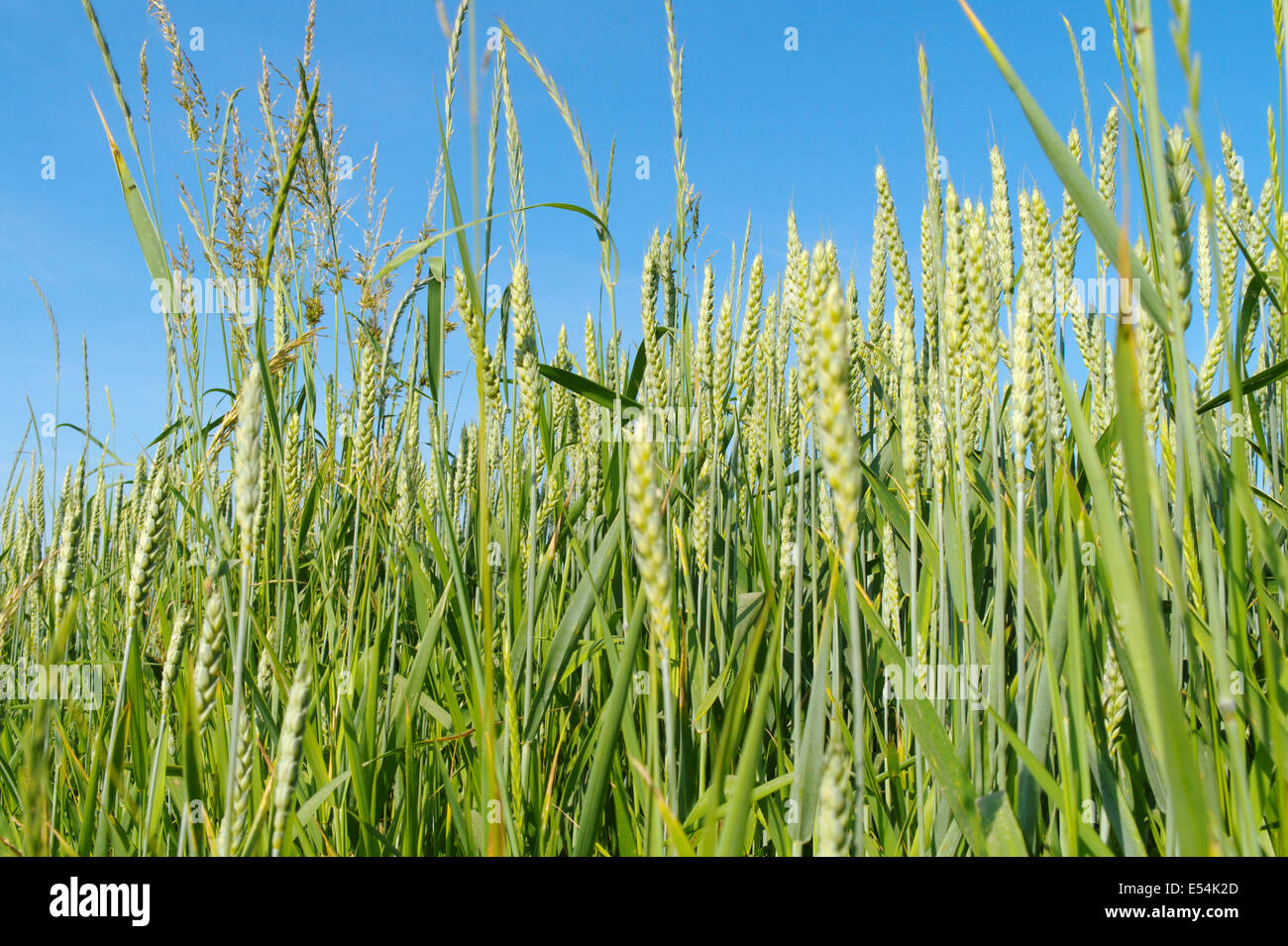a field of cereal Stock Photo - Alamy
