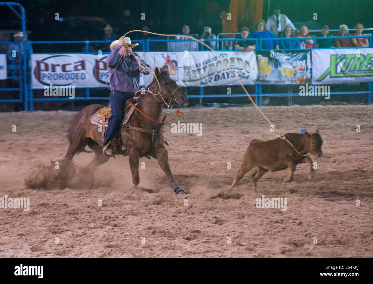 Cowboy Participating in a Calf roping Competition at the Helldorado ...
