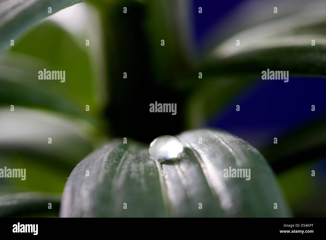 Close Up Water Drop on lily leaf Stock Photo - Alamy