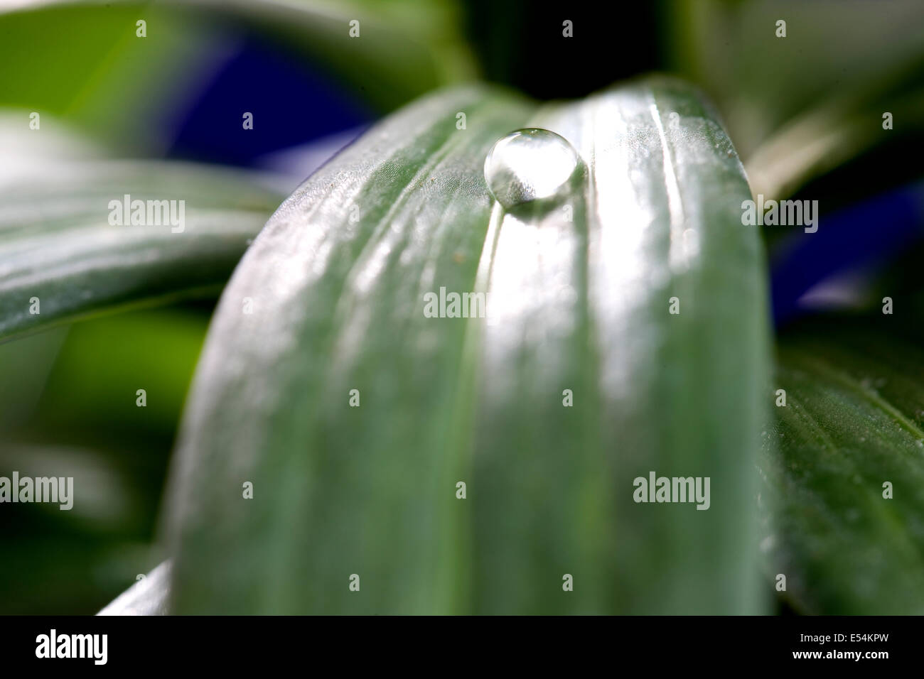 Close Up Water Drop on lily leaf Stock Photo - Alamy