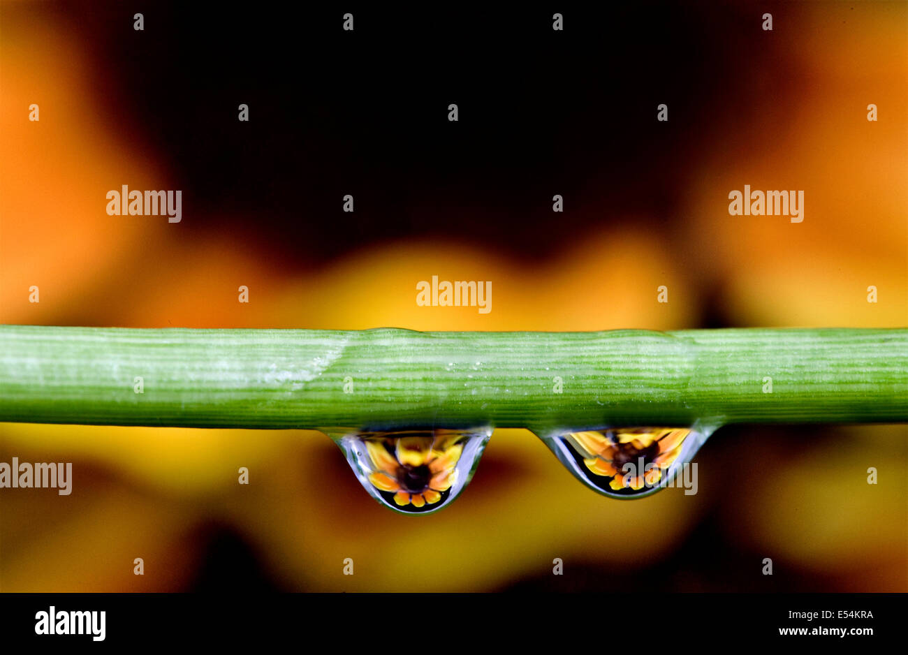 Macro water drops flower reflection Stock Photo - Alamy