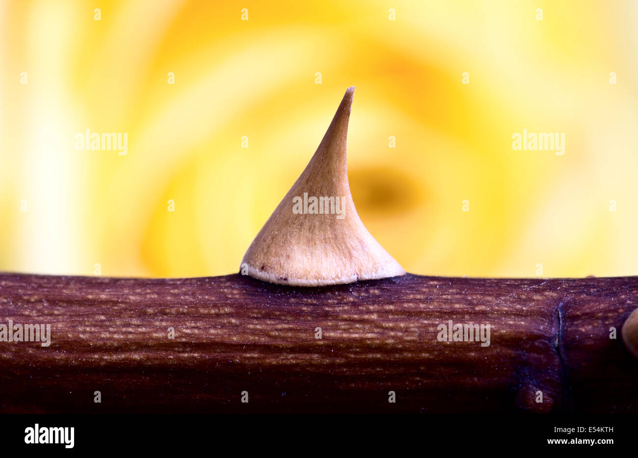 Rose thorn water drop hi-res stock photography and images - Alamy