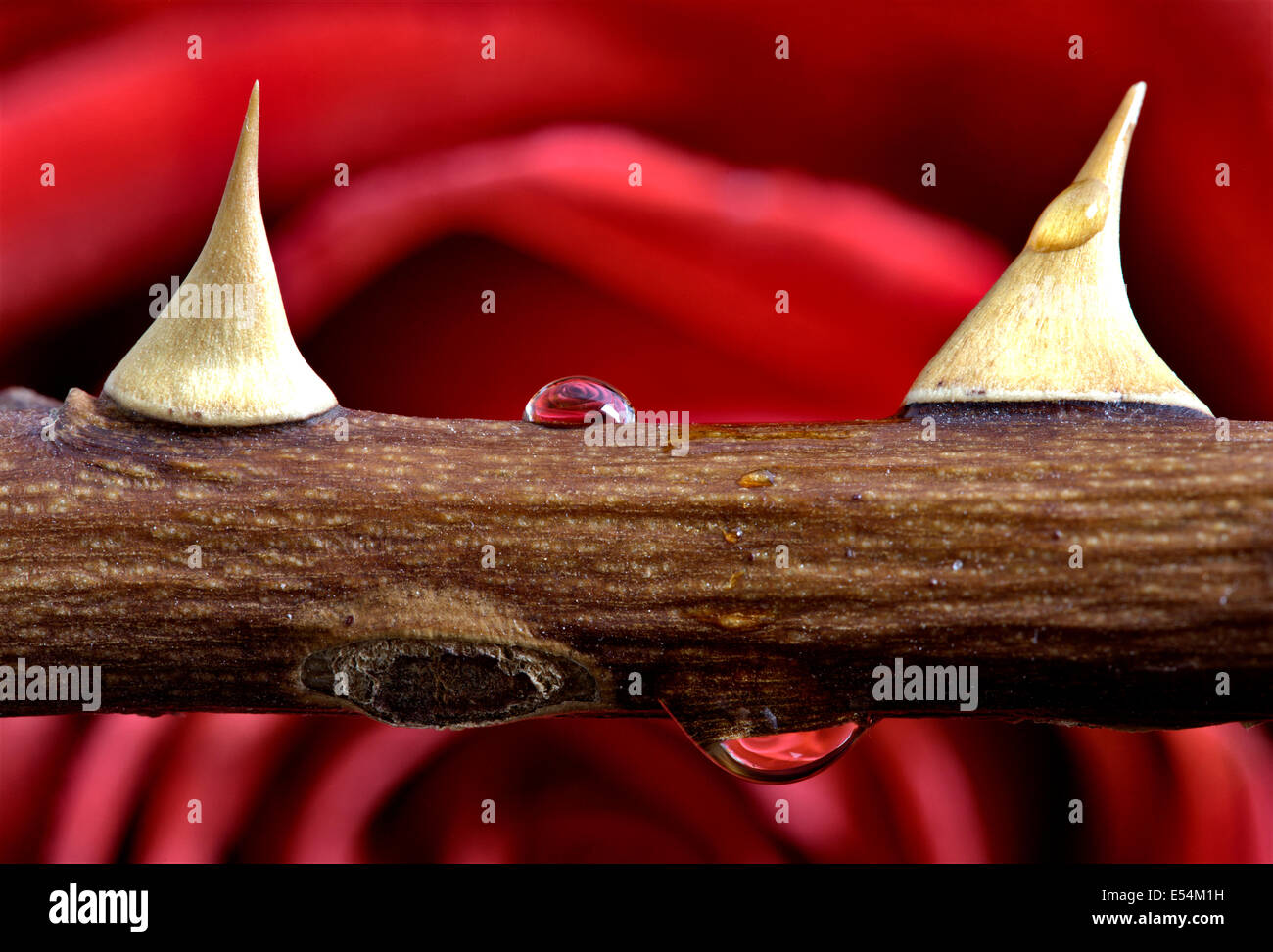 Rose and Thorn water drop reflection morning dew Stock Photo - Alamy