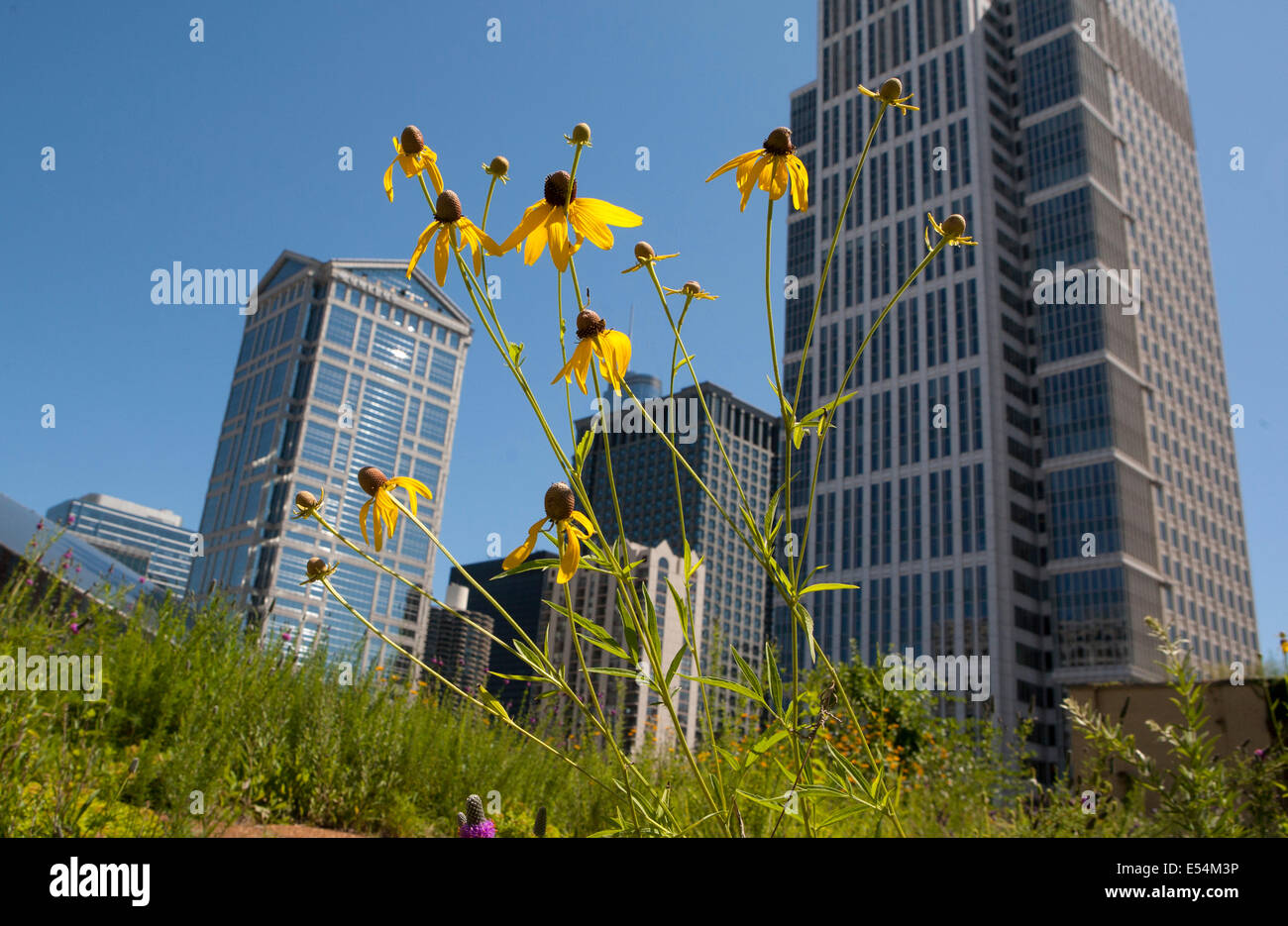 Urban farming and bee hives at Chicago's City Hall rooftop Stock Photo ...