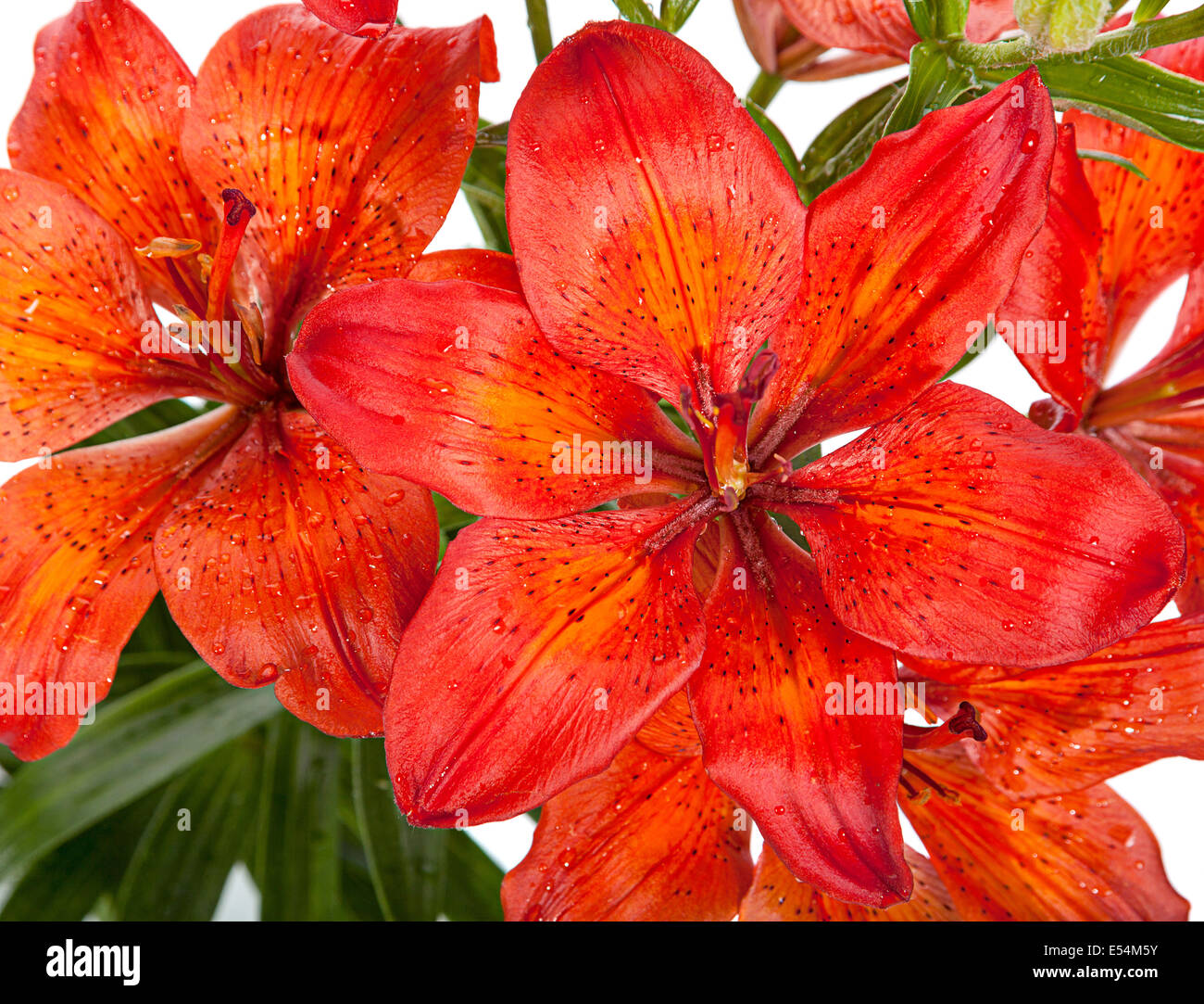 Red lilly flower closeup on white Stock Photo - Alamy