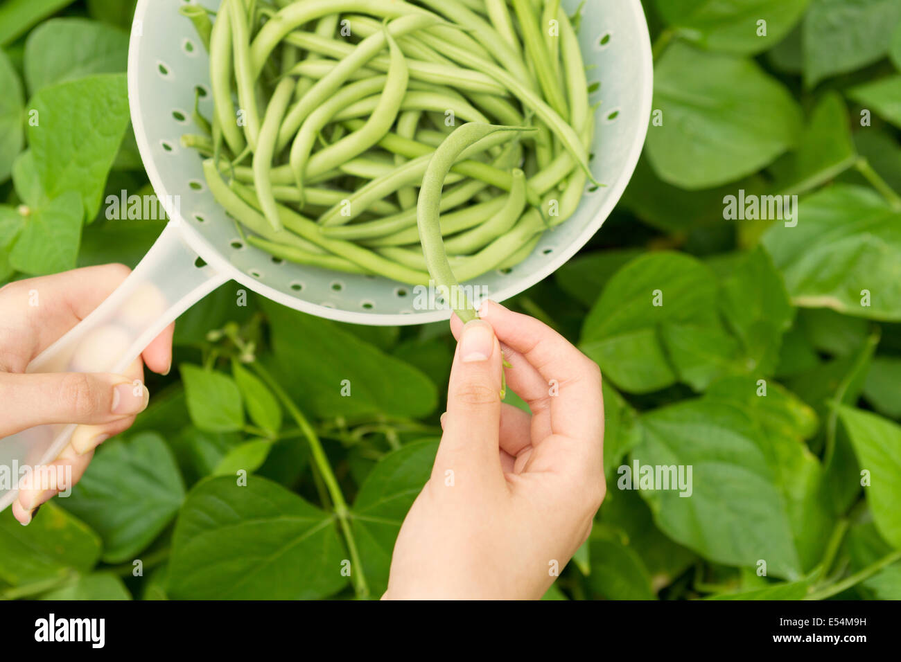 Bush bean hi-res stock photography and images - Alamy