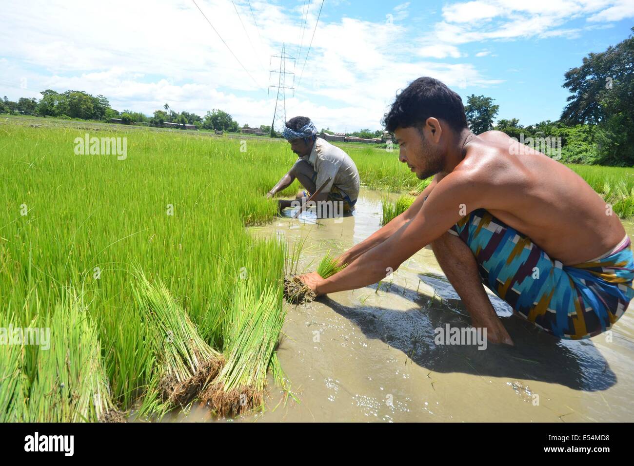 An Indian farmer uproot rice seedling in a paddy field at Nagaon some ...