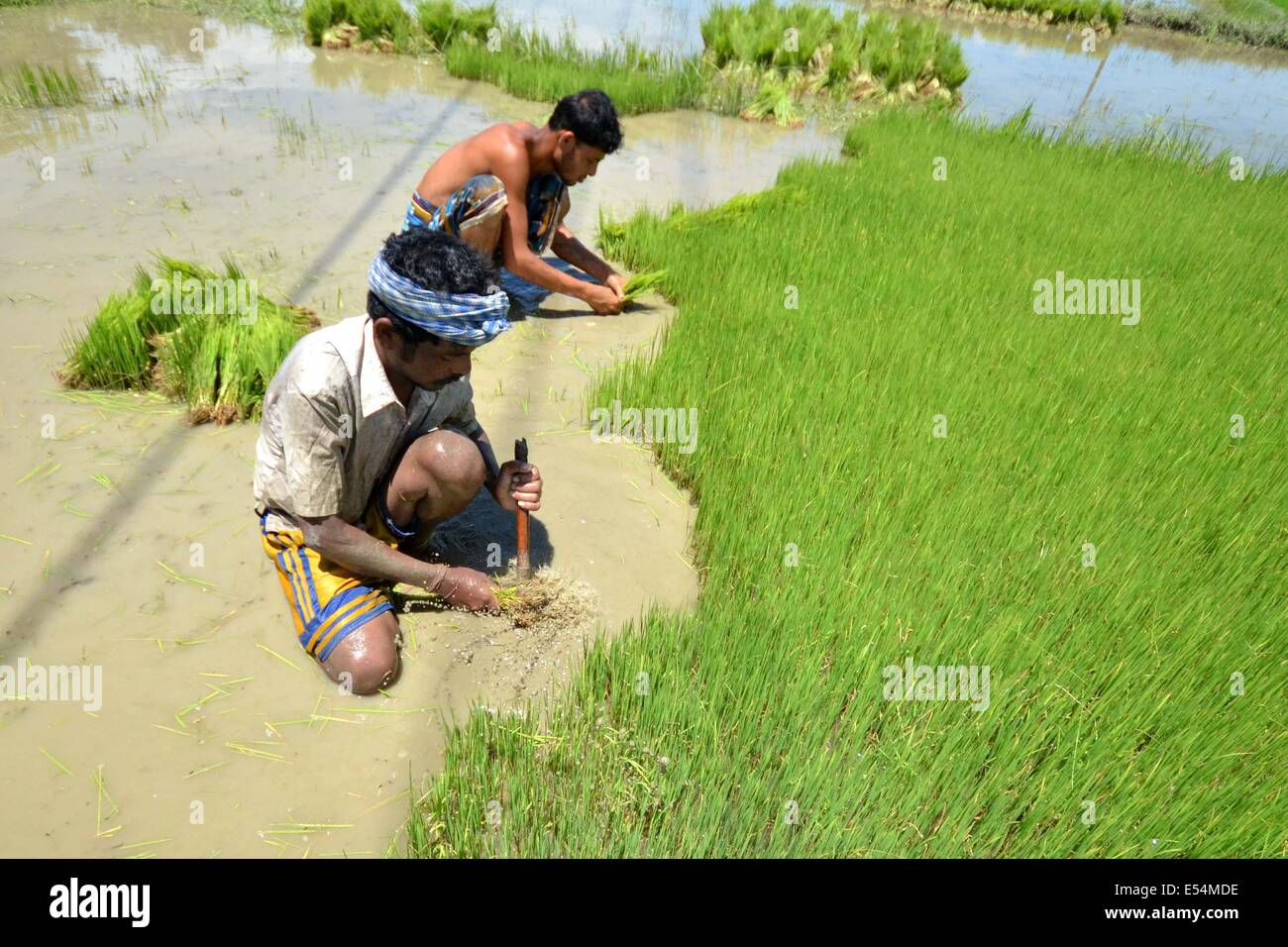 An Indian farmer uproot rice seedling in a paddy field at Nagaon some ...