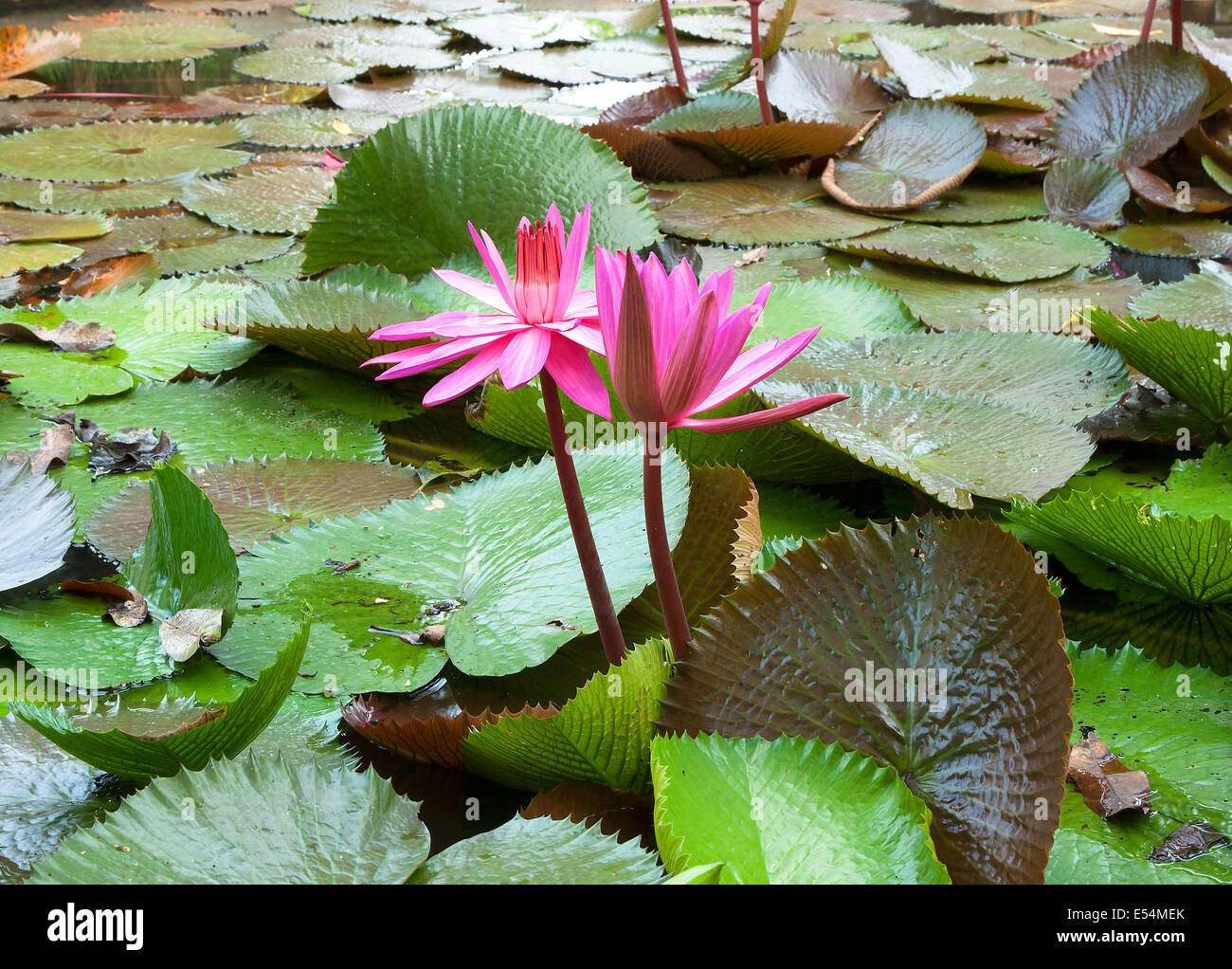 image of a lotus flower on the water Stock Photo - Alamy