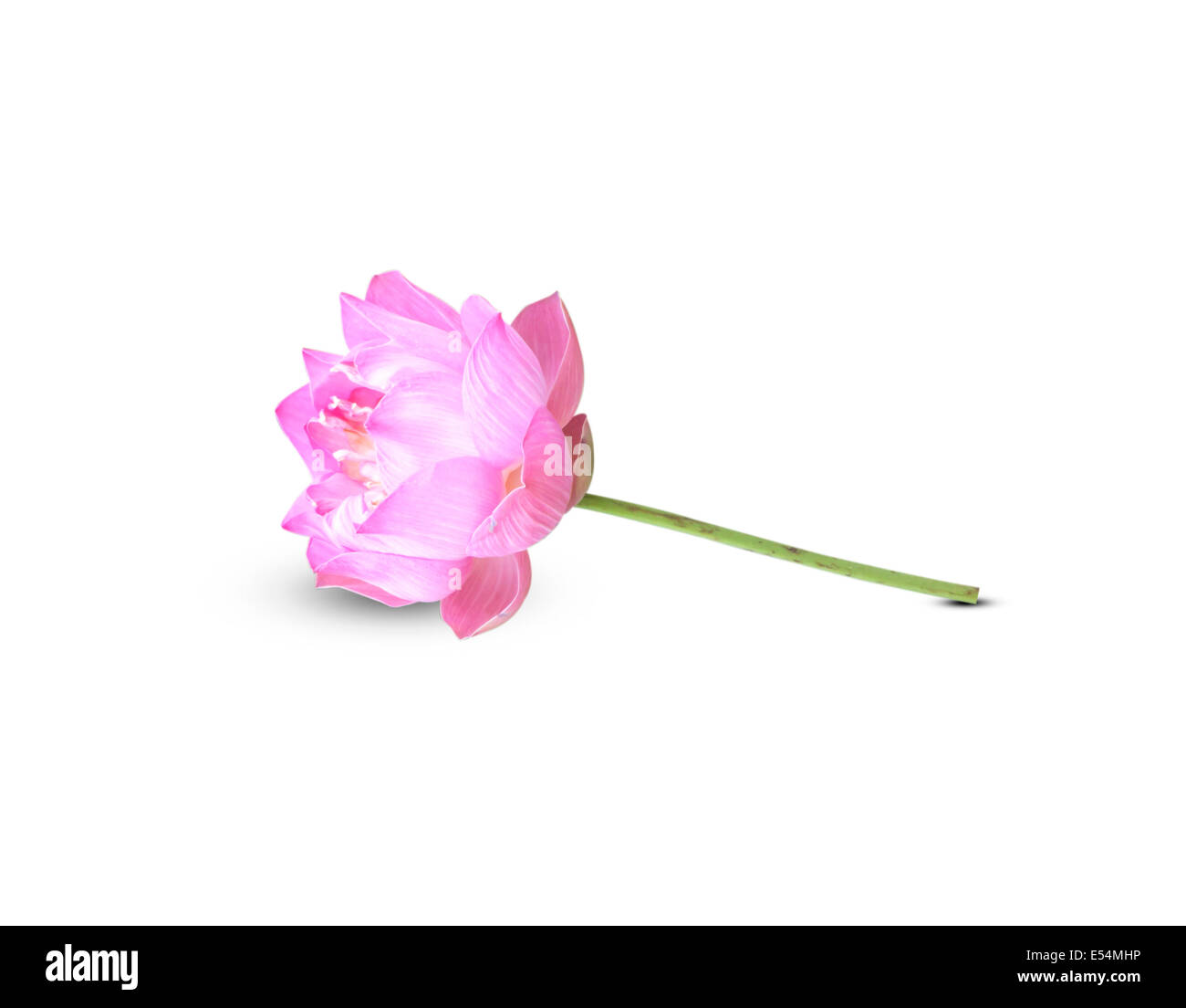 Beautiful lotus(Single lotus flower isolated on white background Stock ...