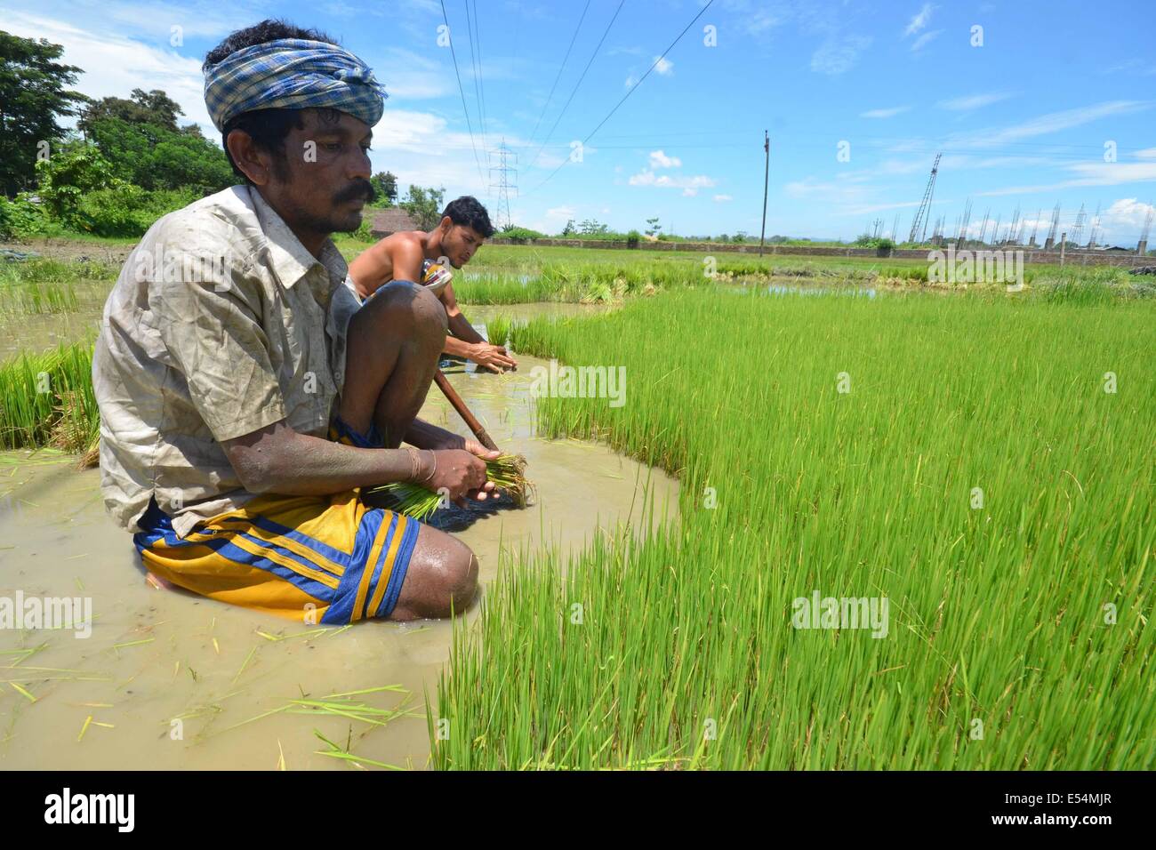 An Indian farmer uproot rice seedling in a paddy field at Nagaon some ...