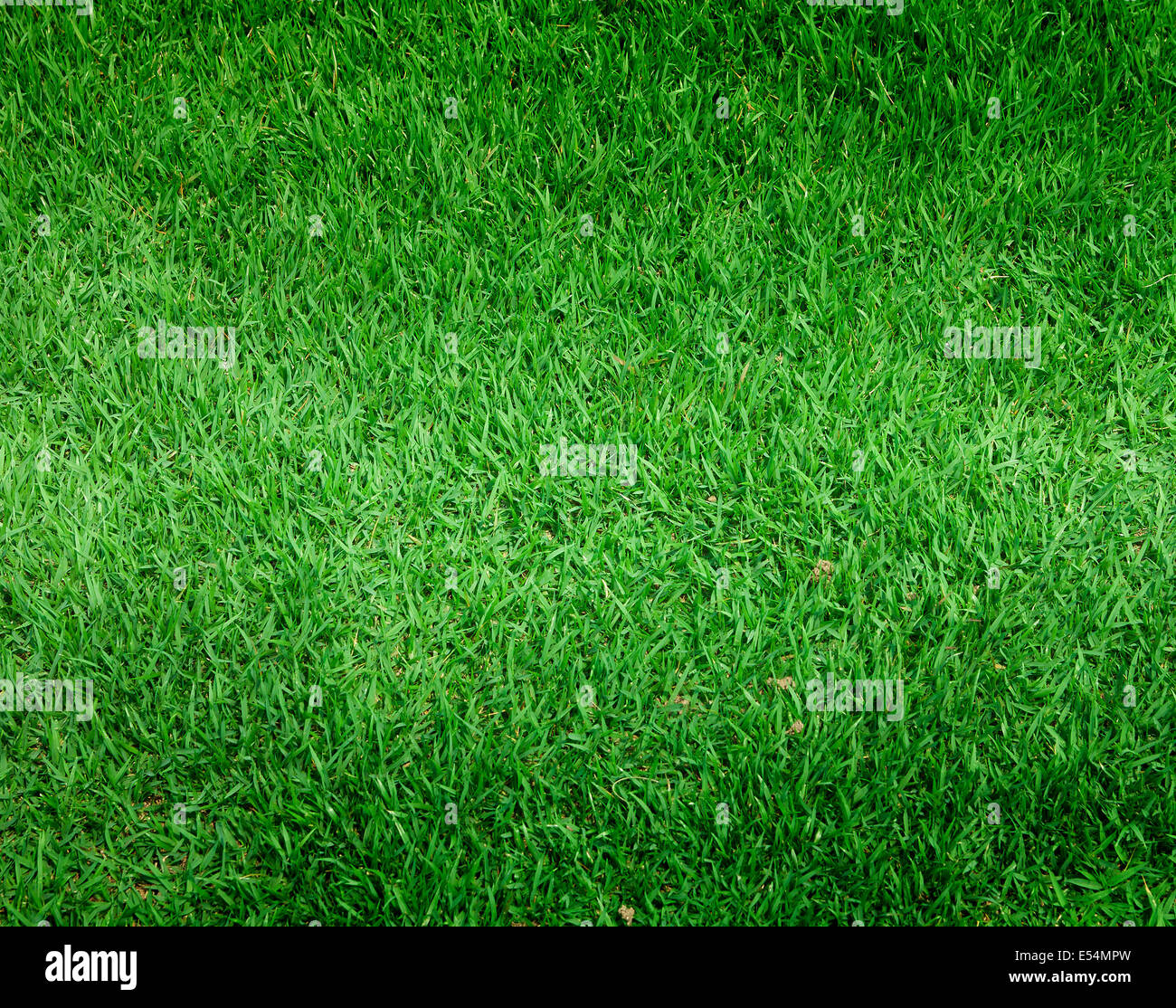 Beautiful green grass texture background surface of the golf course ...