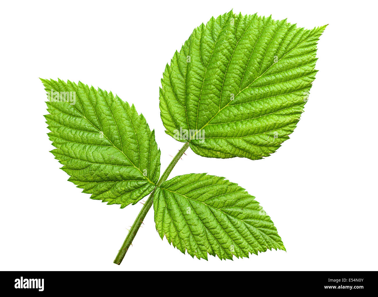 Raspberry leaf isolated on white Stock Photo - Alamy
