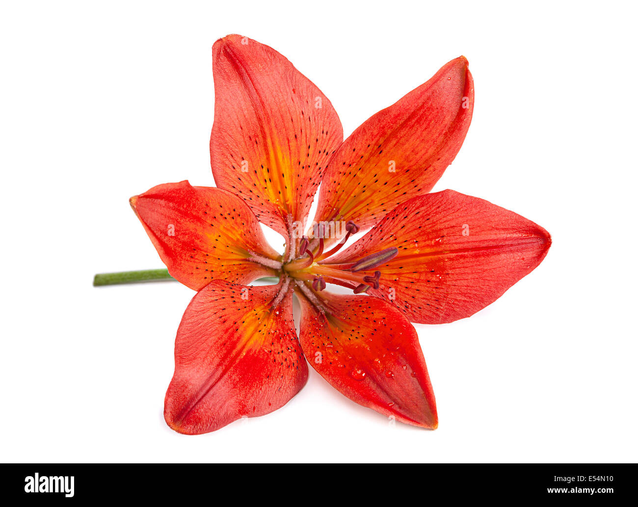 Red lilly flower closeup on white Stock Photo - Alamy