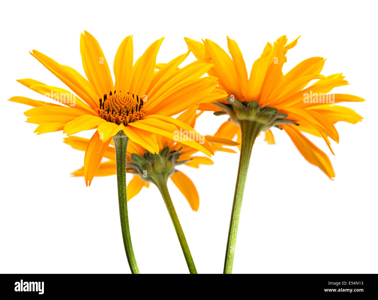 Yellow flower head closeup isolated on white Stock Photo - Alamy