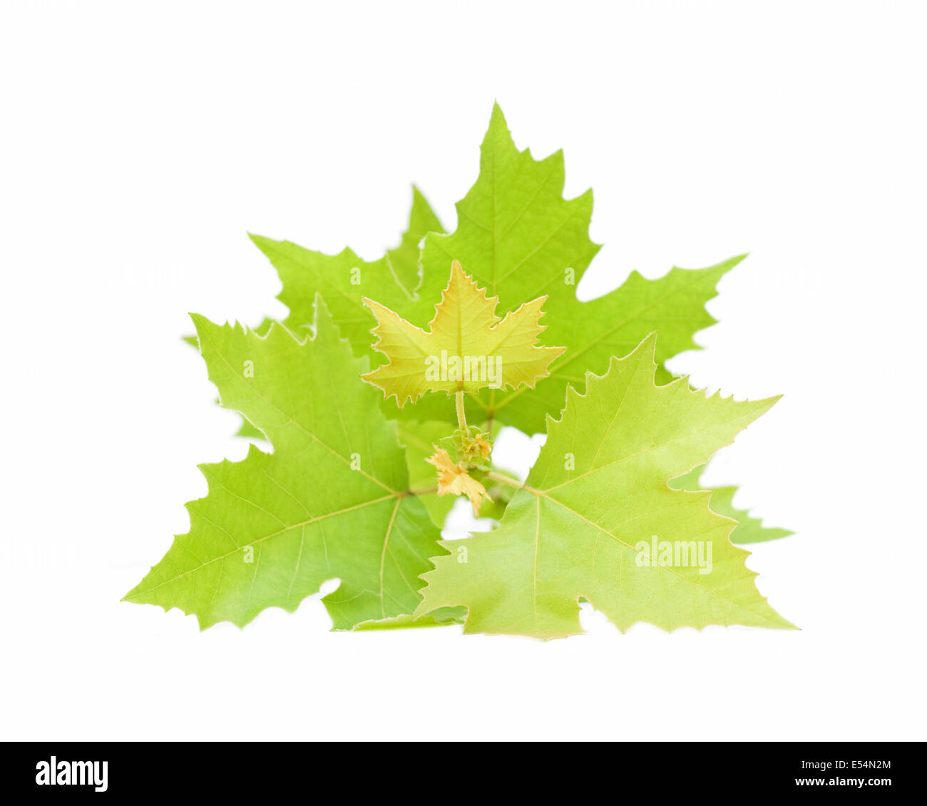 Buttonwood leaf isolated on white background Stock Photo - Alamy