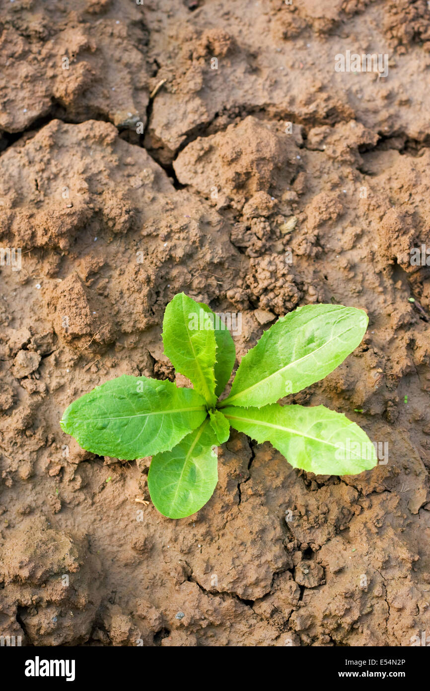 Seedling root development hi-res stock photography and images - Alamy