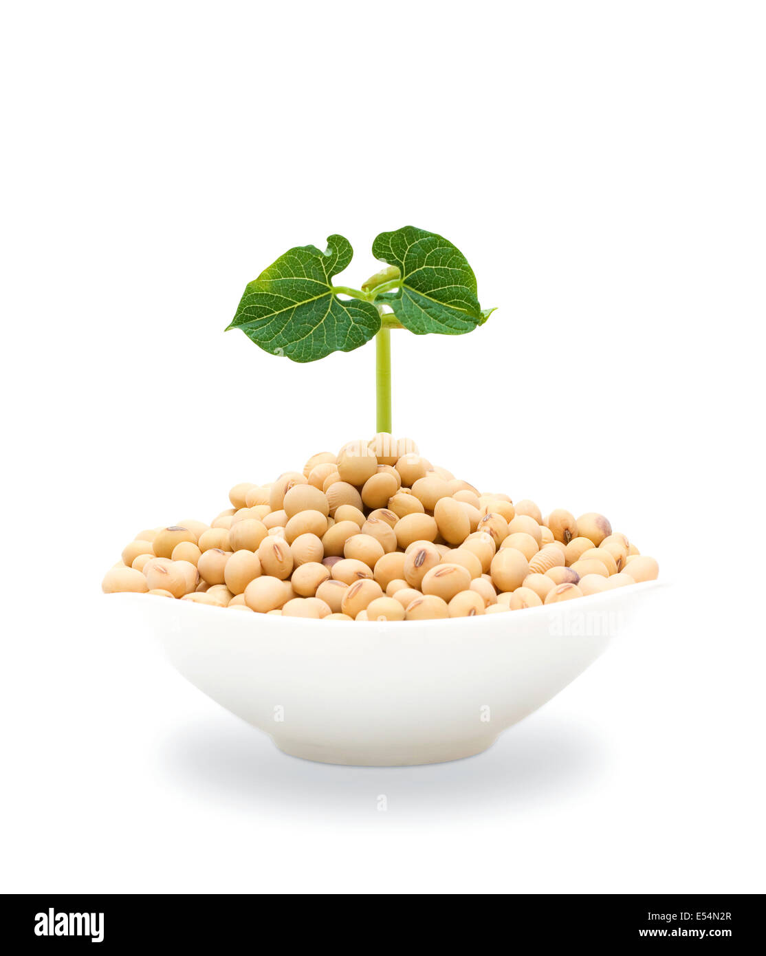 Sprout seed green leaf Cut Out Stock Images & Pictures - Alamy