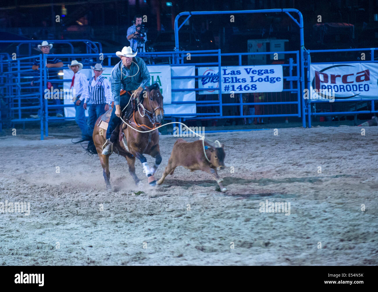 Cowboys Participating in a Calf roping Competition at the Helldorado ...
