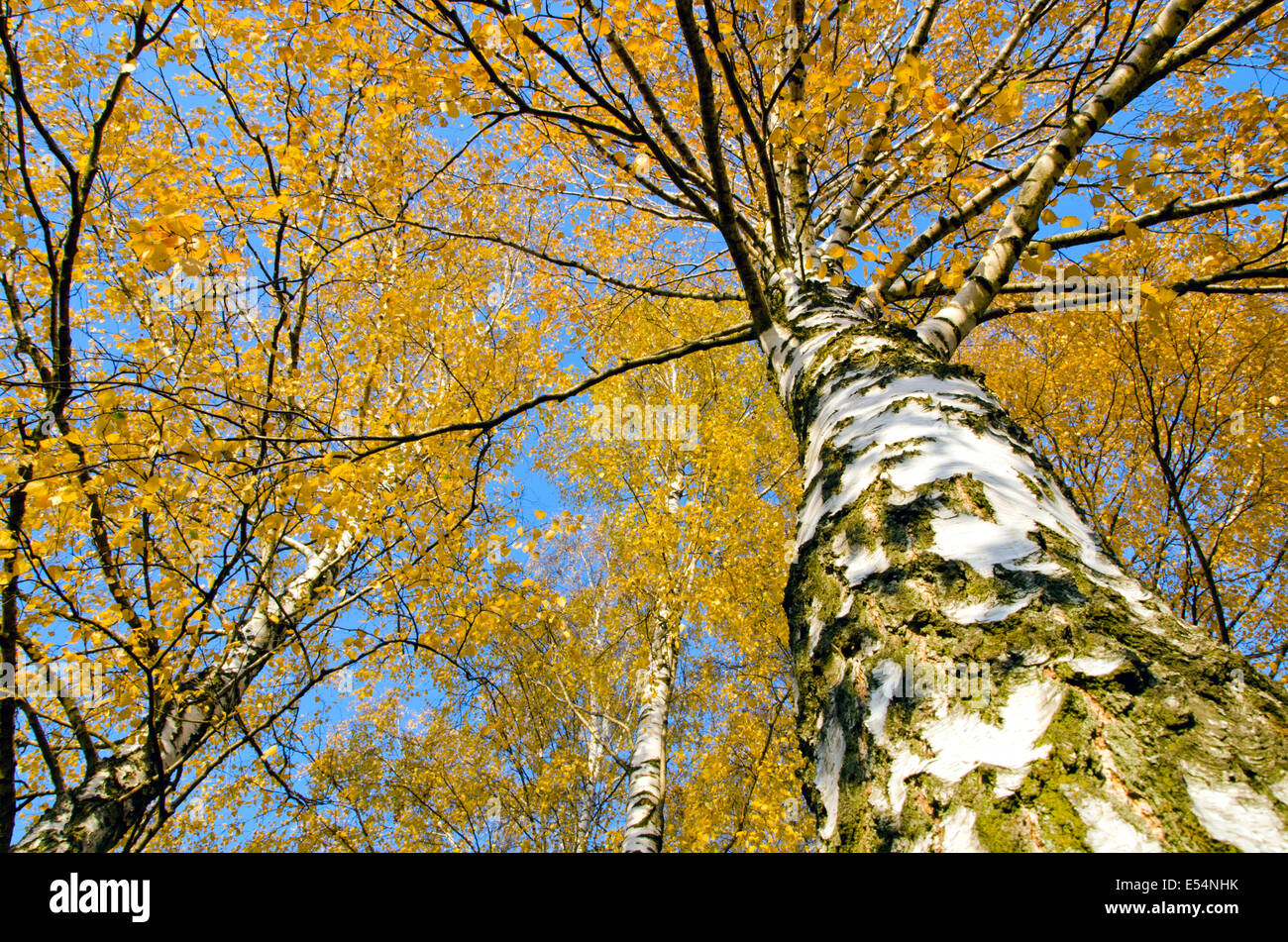 big birch tree golden autumn folliage and trunk on sky background Stock ...