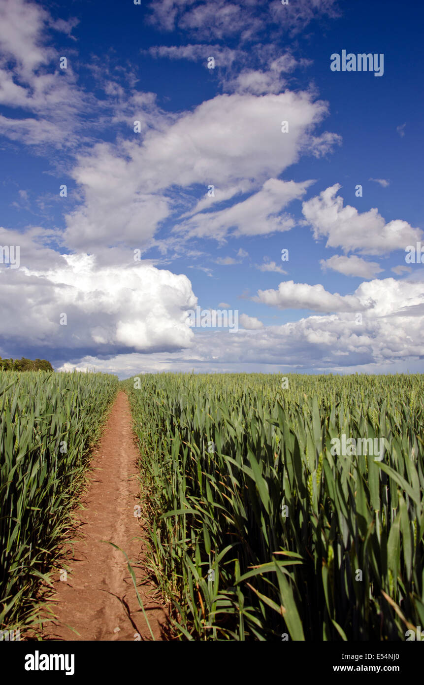 summer time wheat agriculture field Stock Photo - Alamy