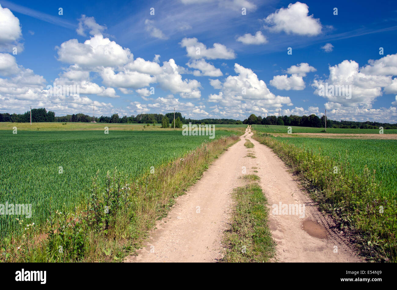 Rural road through fields with green herbs and blue sky with clouds ...