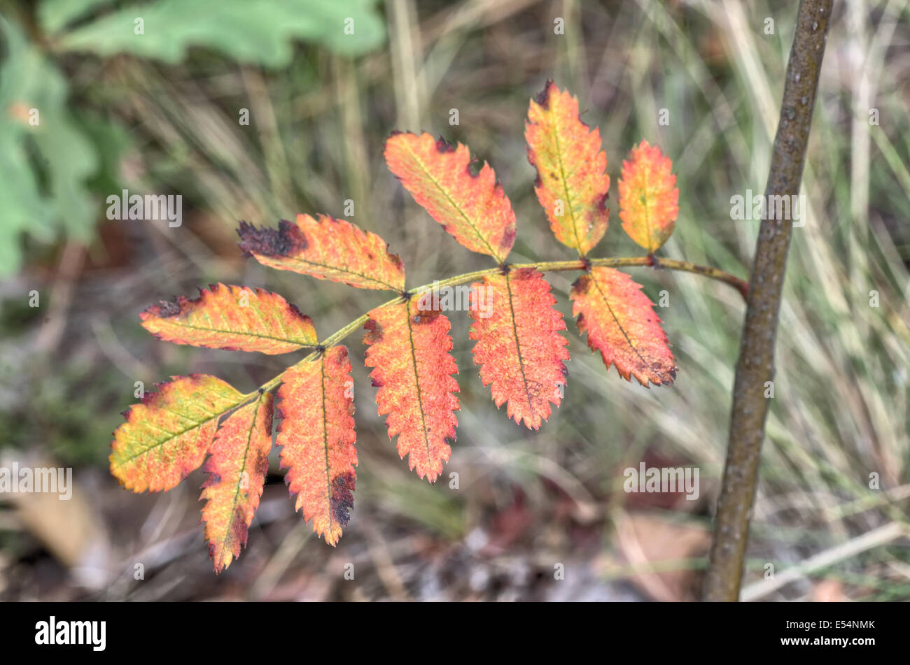 Ash fall hi-res stock photography and images - Alamy