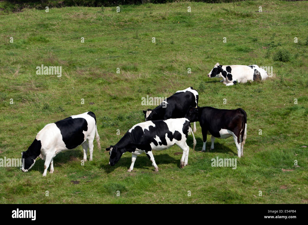 Friesian cattle hi-res stock photography and images - Alamy