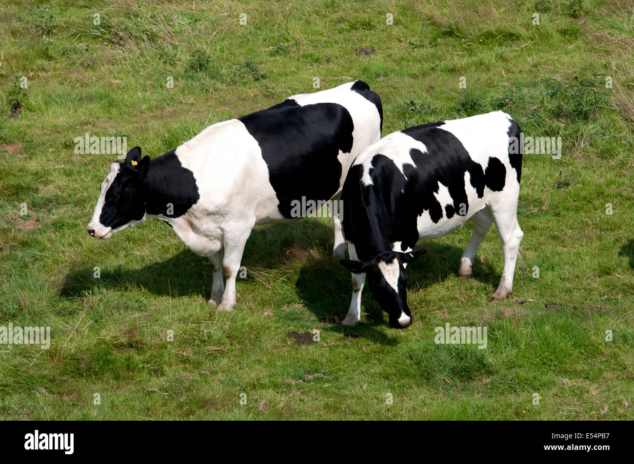 Friesian cattle hi-res stock photography and images - Alamy