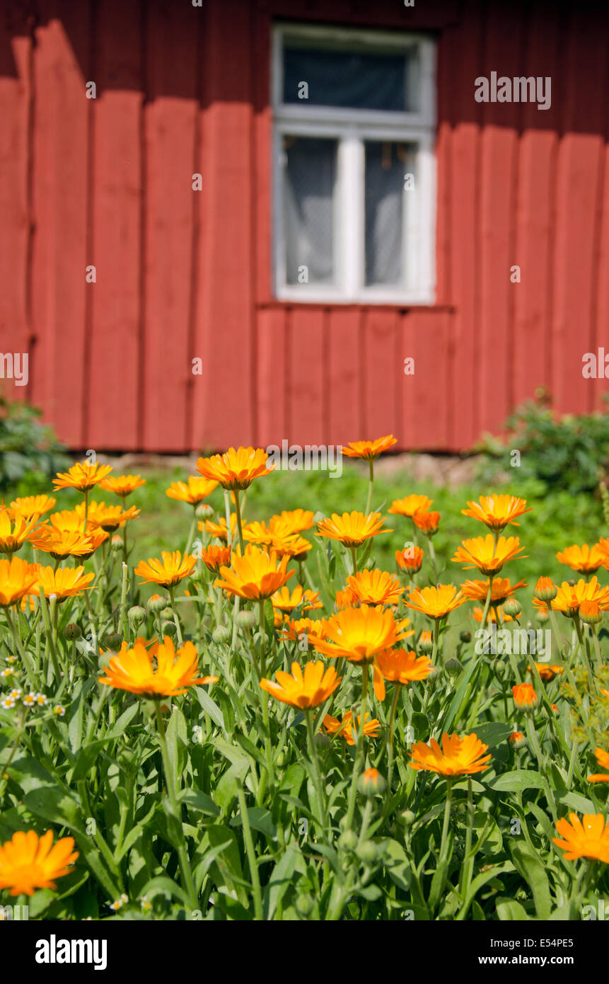 calendula marigold medical flowers in farm garden near house Stock ...