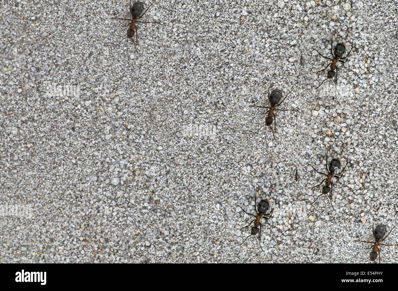 Ants Sand High Resolution Stock Photography and Images - Alamy