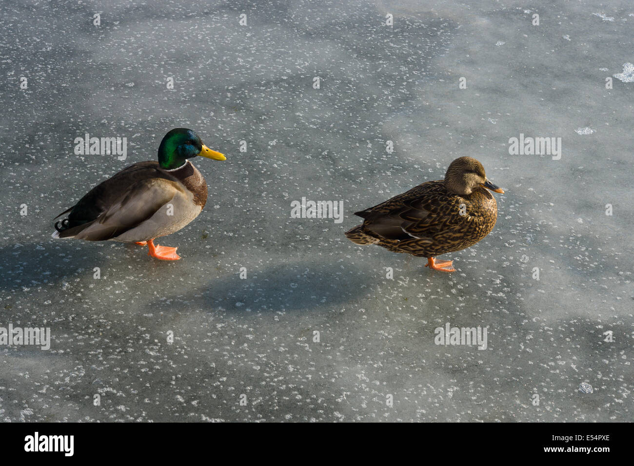Ducks on ice Stock Photo - Alamy