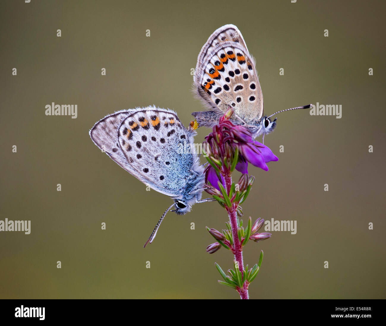 Silver-studded Blue butterfly Stock Photo - Alamy