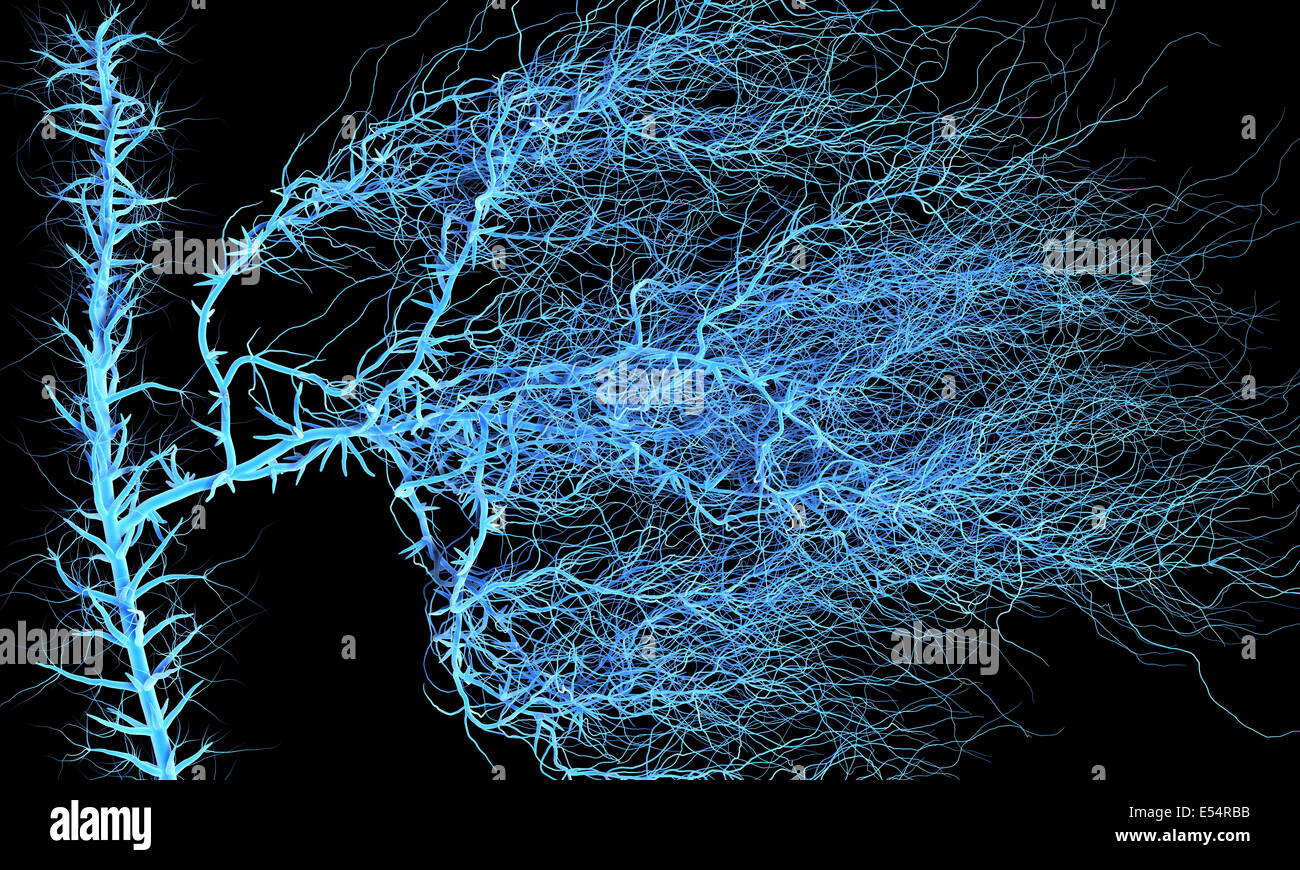 Human Nervous System Blue High Resolution Stock Photography and Images ...