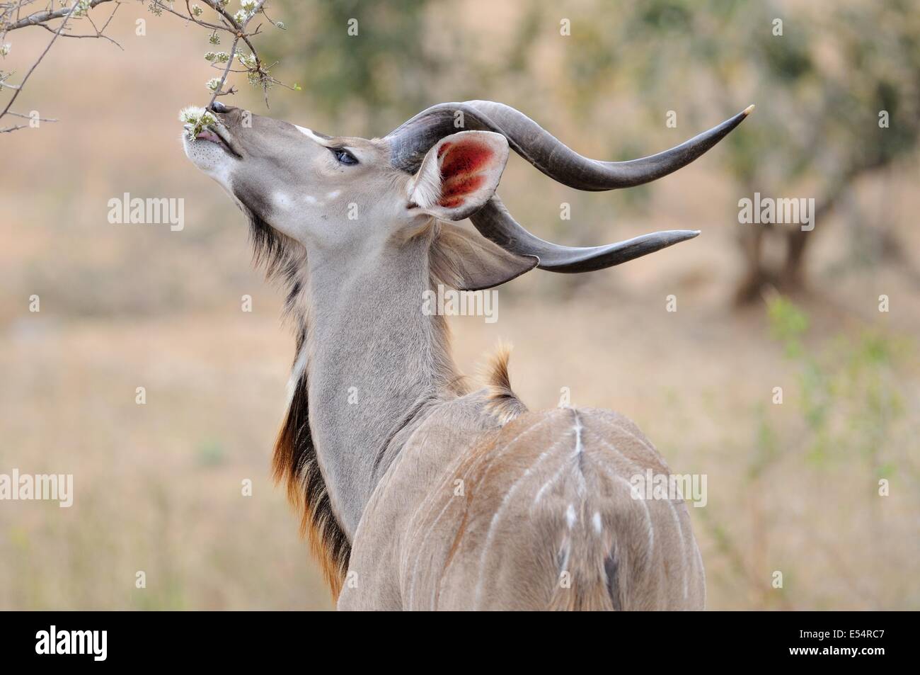 Eating kudu hi-res stock photography and images - Alamy