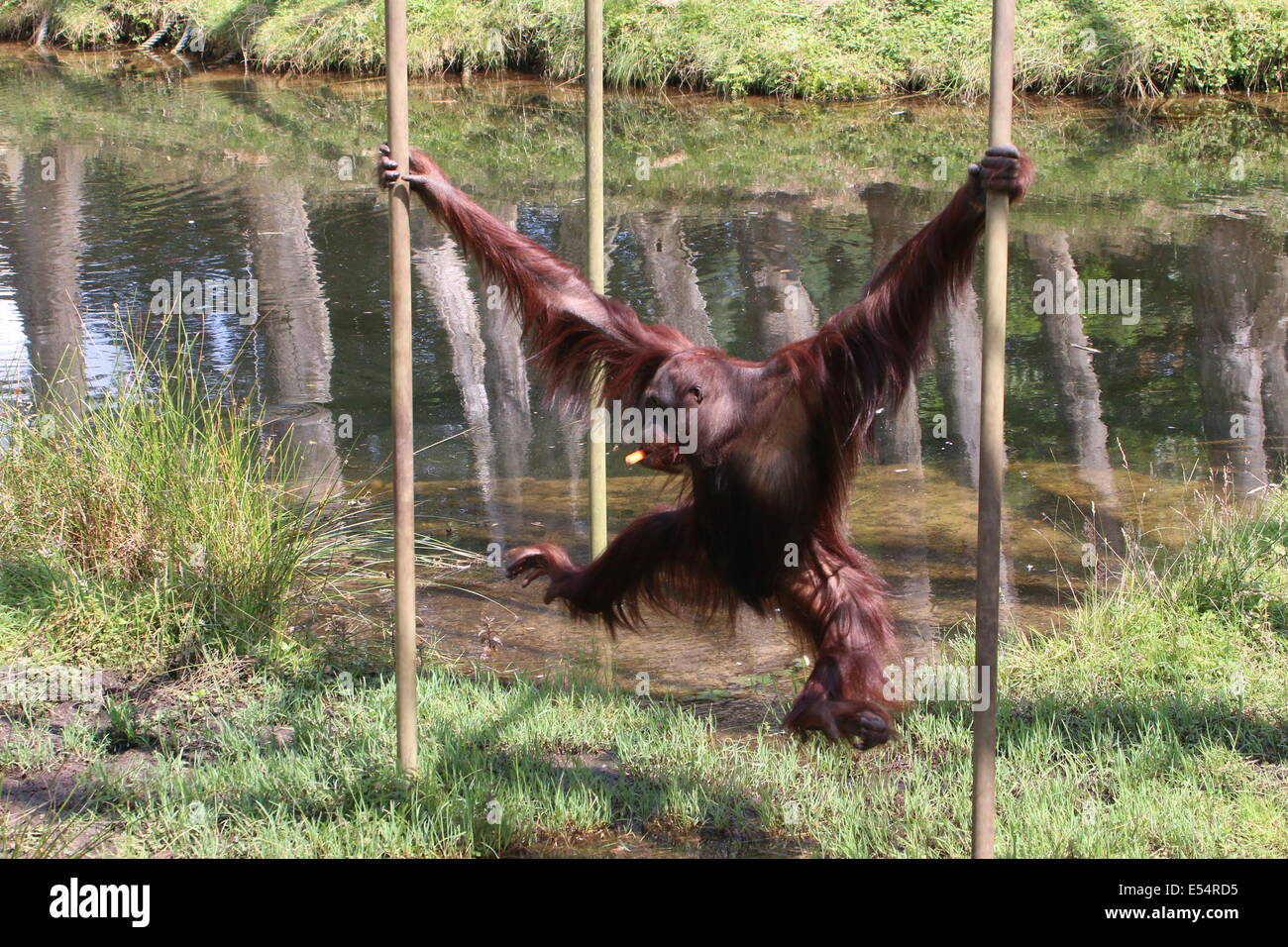 Mature Borneo orangutan (Pongo pygmaeus) swinging from pole to pole at ...
