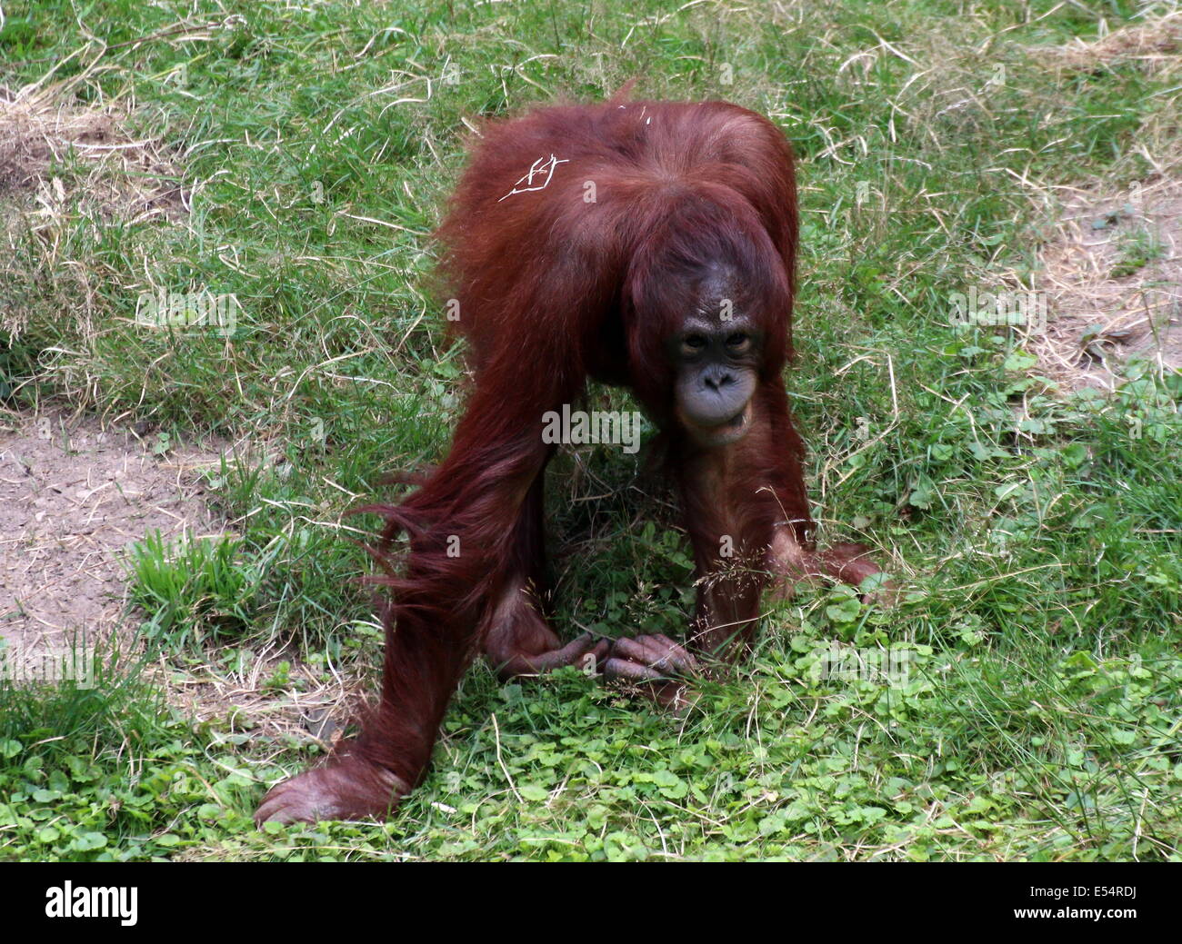 Orangutan feet hi-res stock photography and images - Alamy