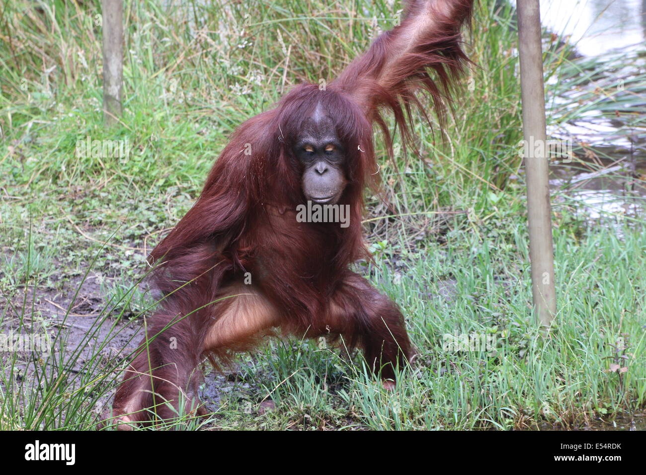 Primates de bornéo hi-res stock photography and images - Alamy