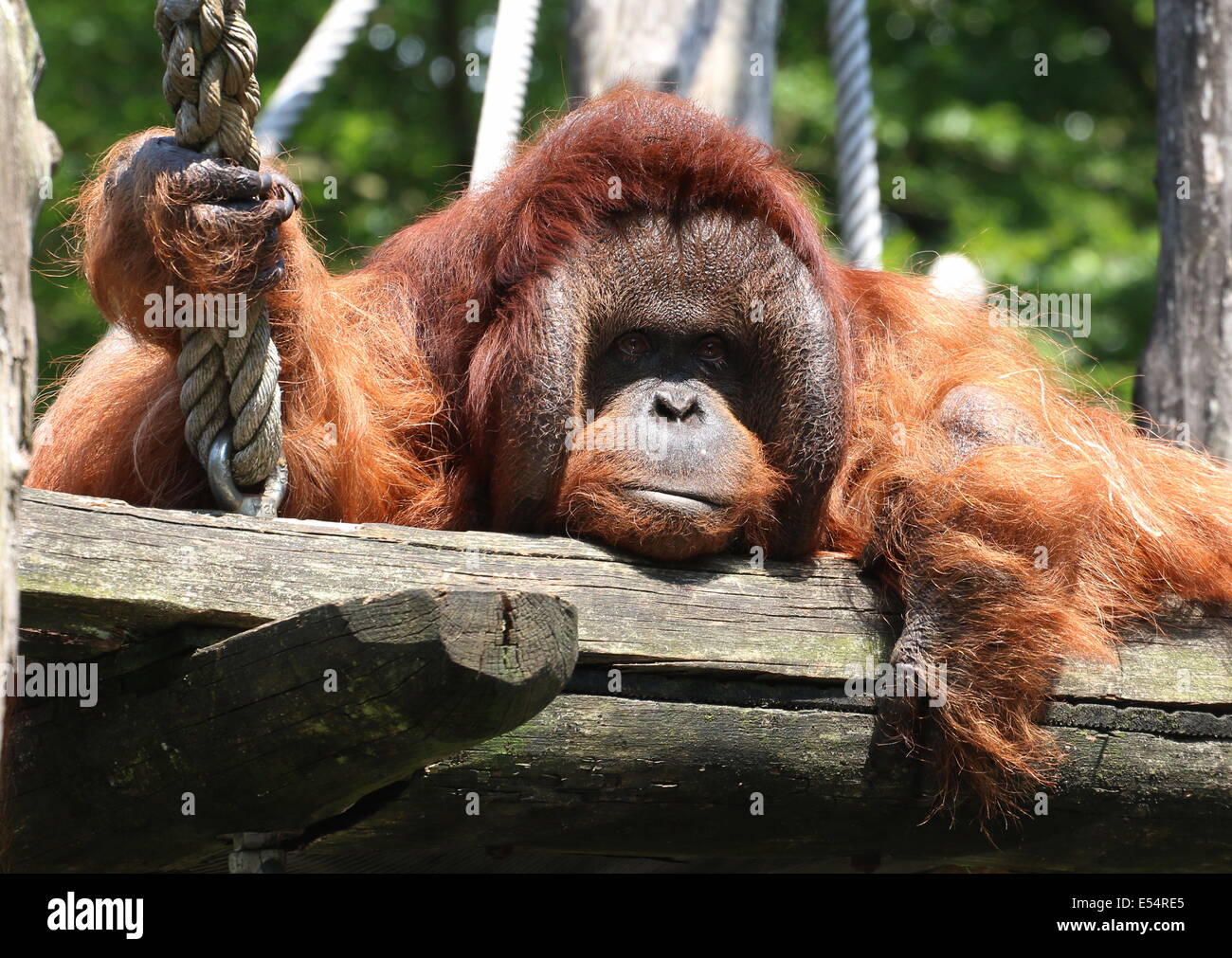 Close-of the head of a mature male (Bornean) orangutan (Pongo pygmaeus ...