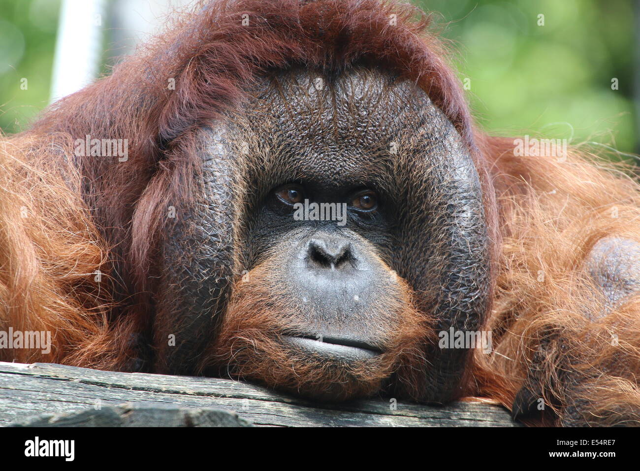 Close-of the head of a mature male (Bornean) orangutan (Pongo pygmaeus ...
