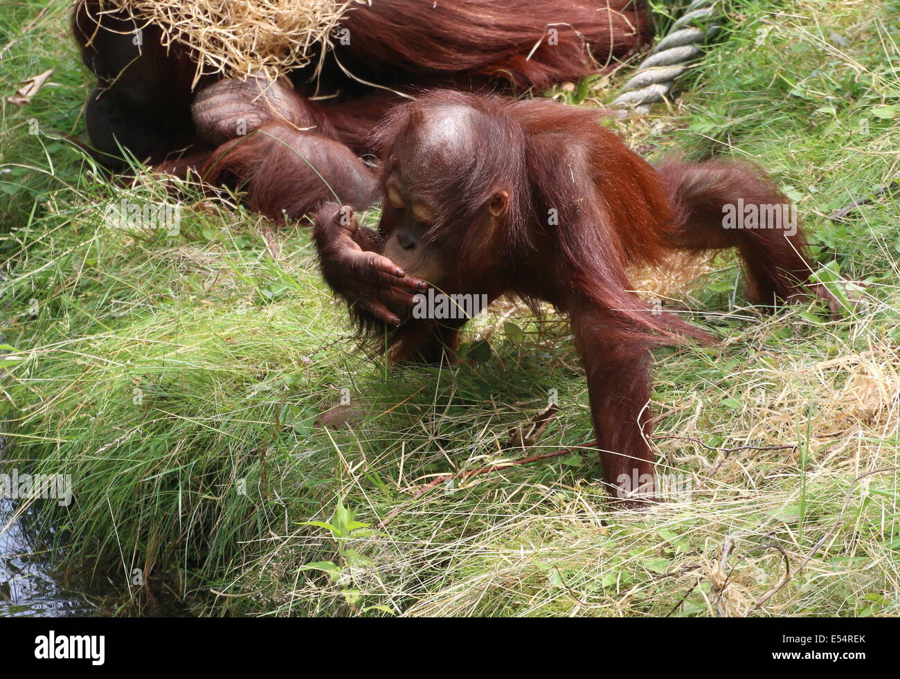 Juvenile Borneo orangutan (Pongo pygmaeus) drinking water at Apenheul ...