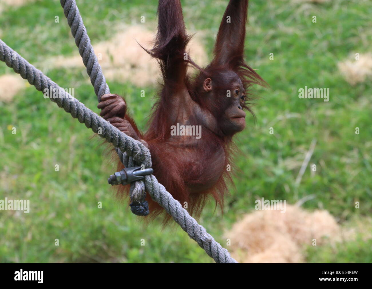 Young orangutan (Pongo pygmaeus or Abelii) playing & swinging in the ...
